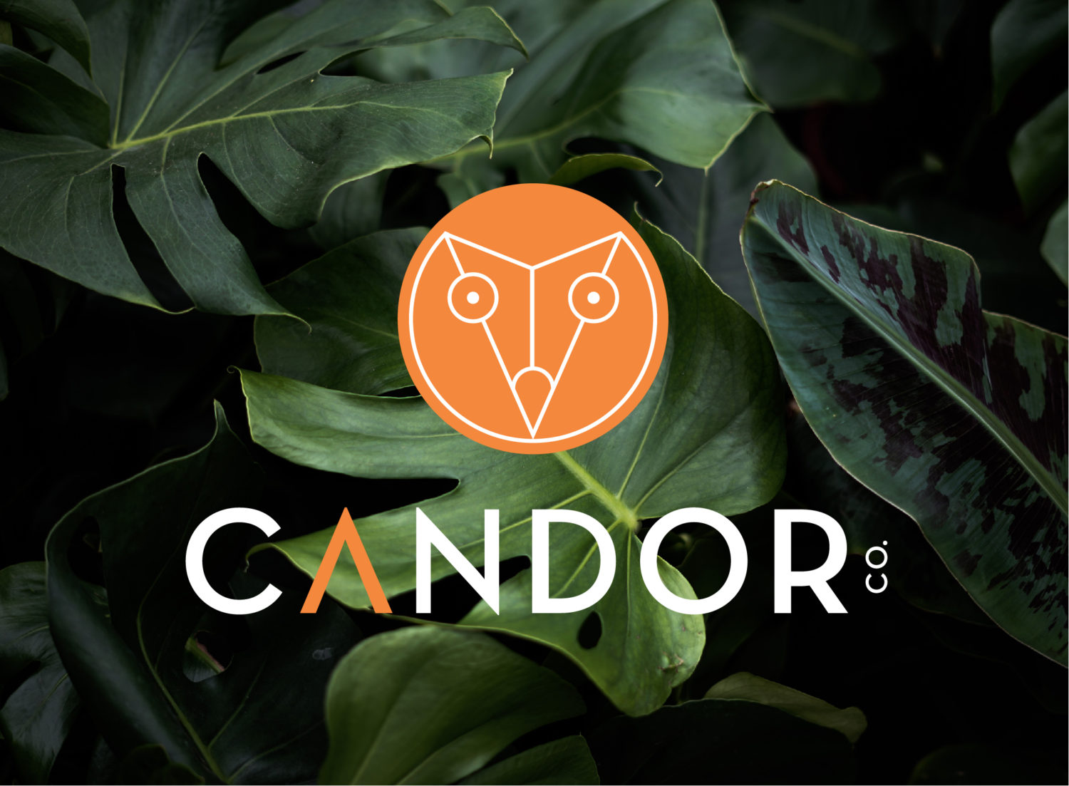 The Candor Company - Amena Ahmed